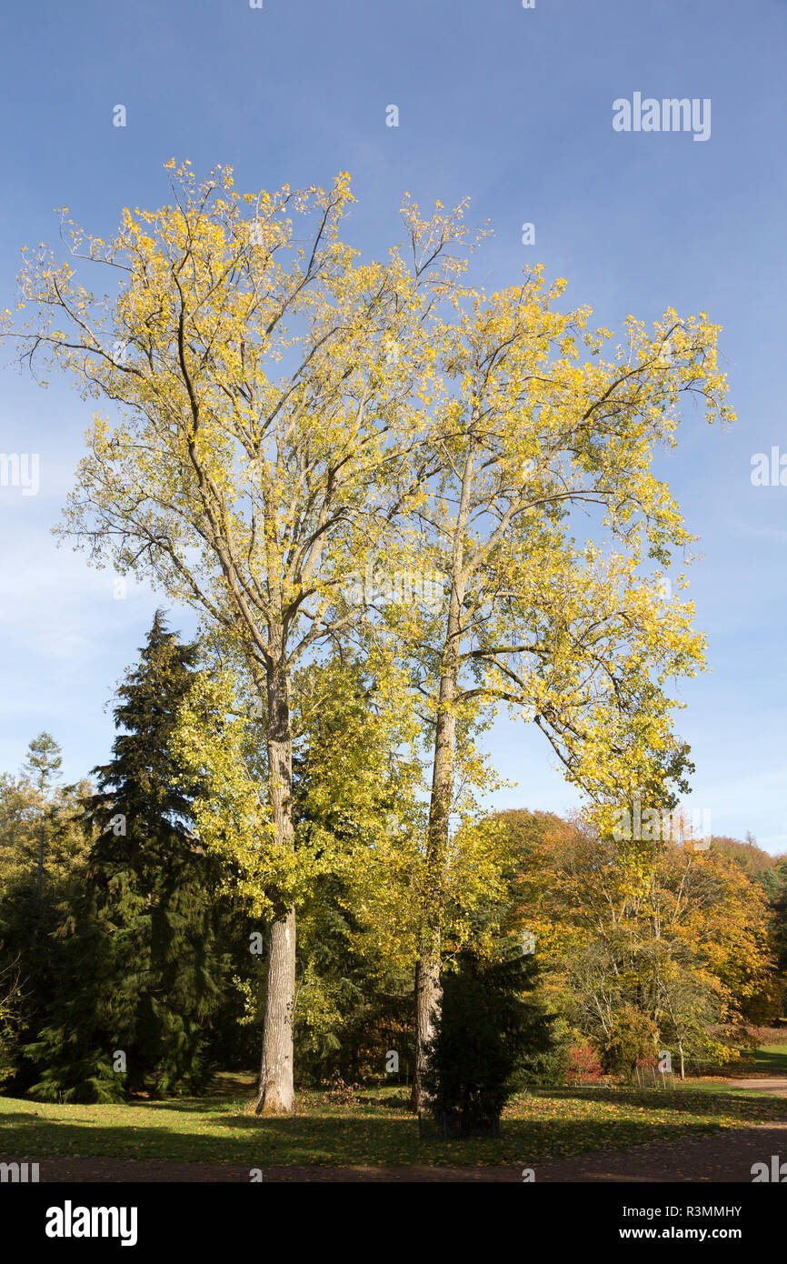 Black poplar tree, populous nigra, National arboretum, Westonbirt ...