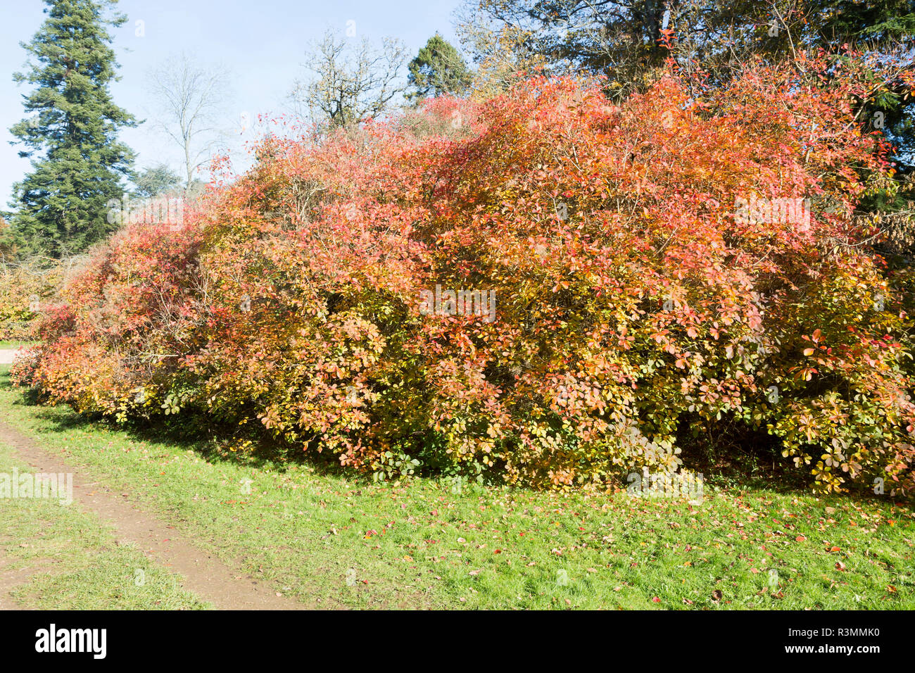 Bladdernut tree hi-res stock photography and images - Alamy