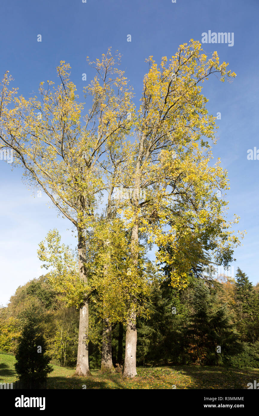 Black poplar tree, populous nigra, National arboretum, Westonbirt ...
