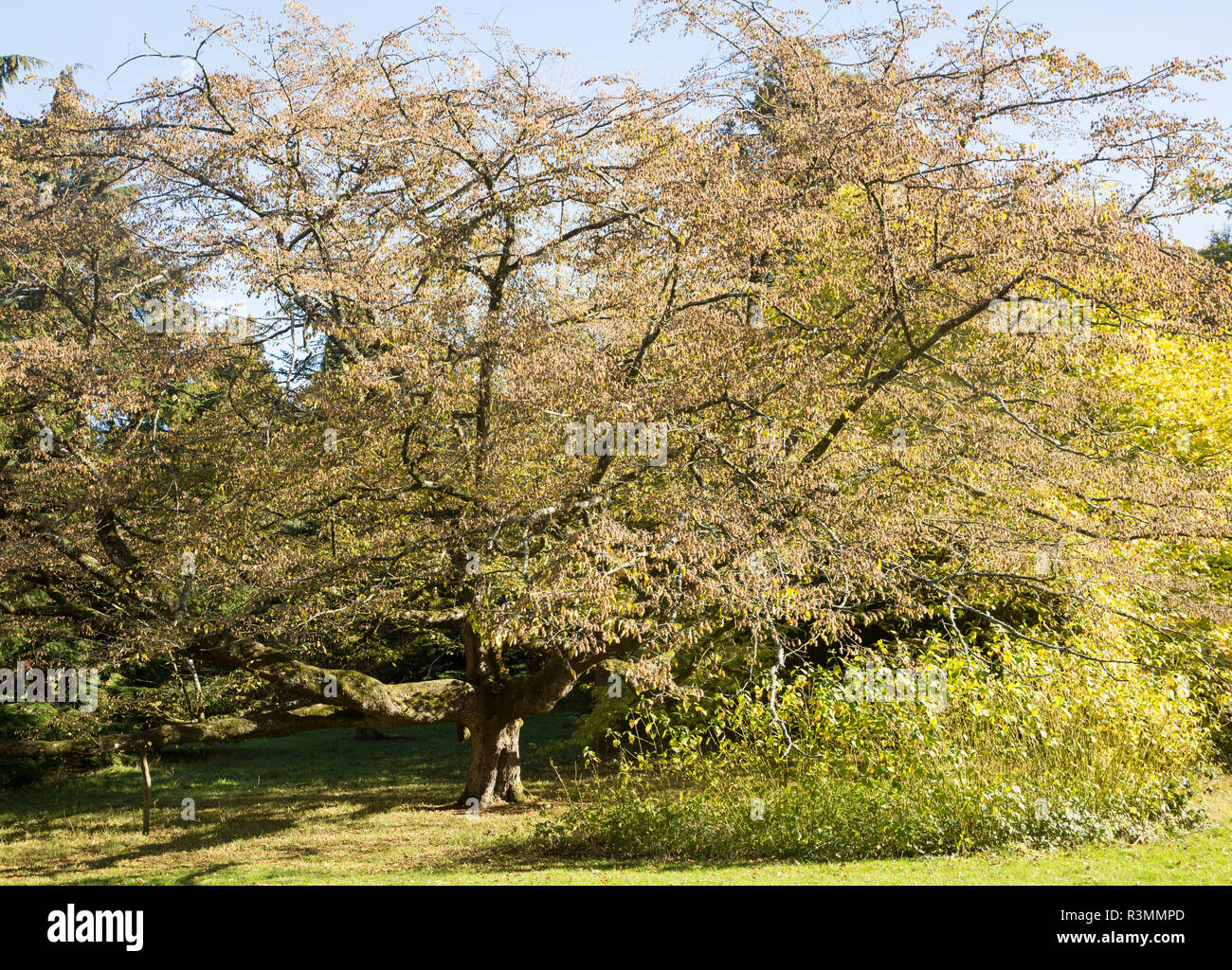 Hop hornbeam tree, Ostrya carpinifolia, National arboretum, Westonbirt ...