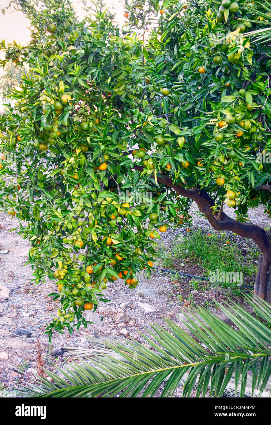 Mandarin harvest hi-res stock photography and images - Alamy