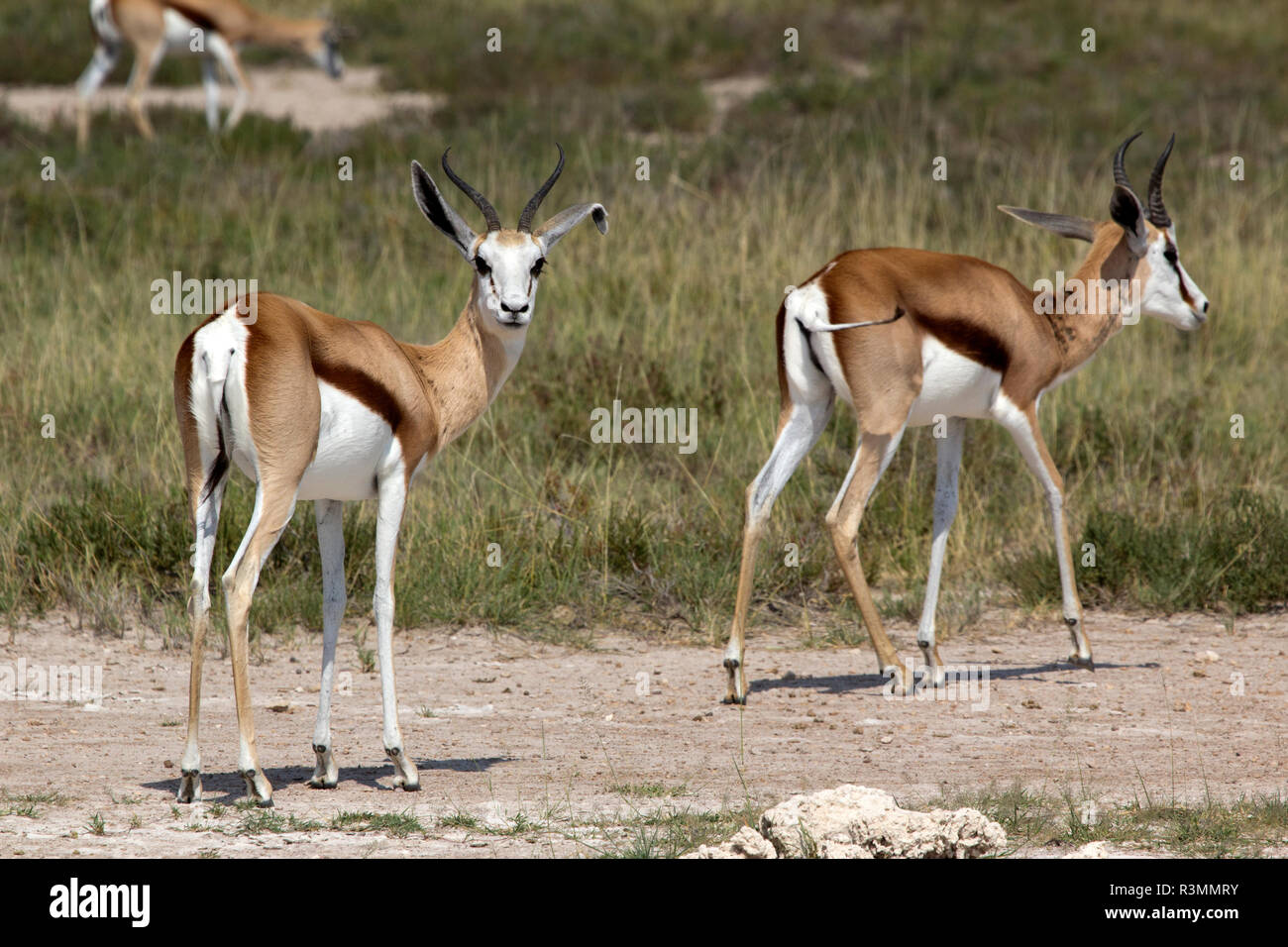 Springbok Fawn High Resolution Stock Photography and Images - Alamy