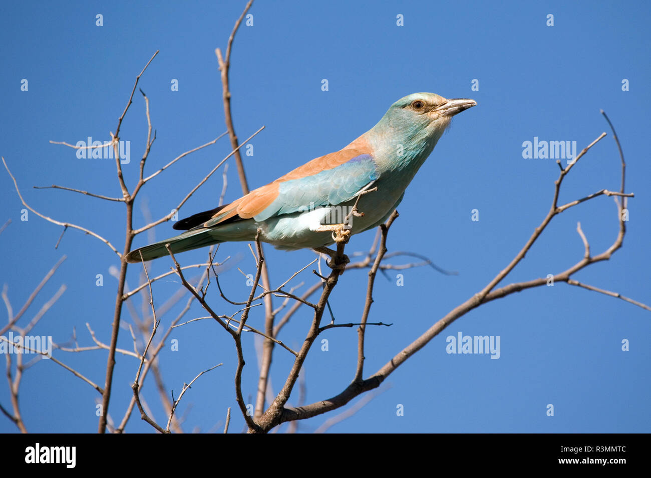 Racke bird hi-res stock photography and images - Alamy