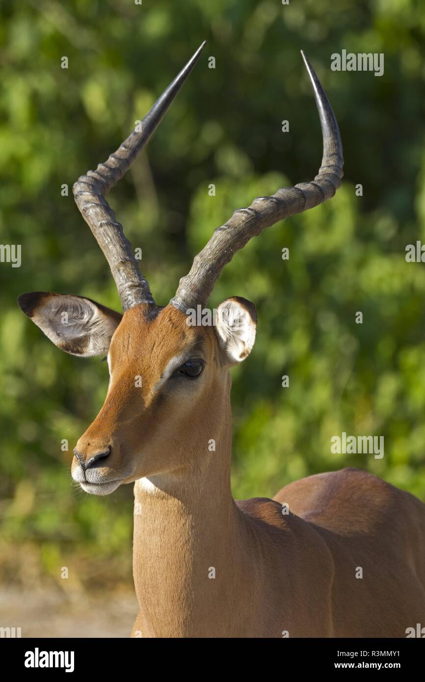 Impala skin hi-res stock photography and images - Alamy
