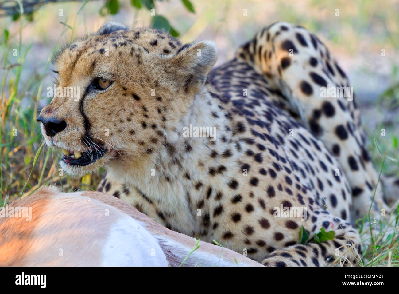 cheetah while eating Stock Photo - Alamy