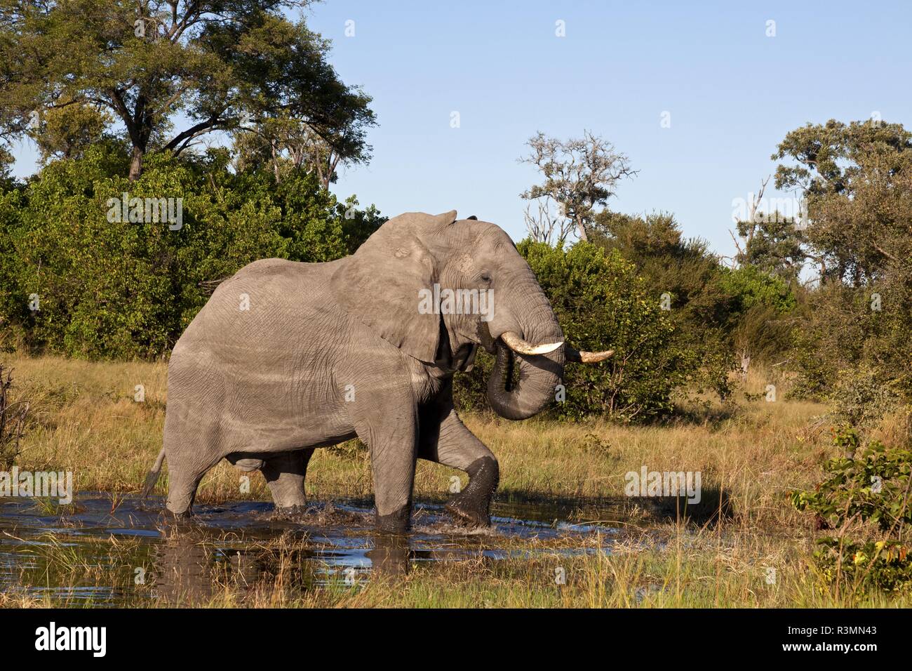 Bull ra hi-res stock photography and images - Alamy
