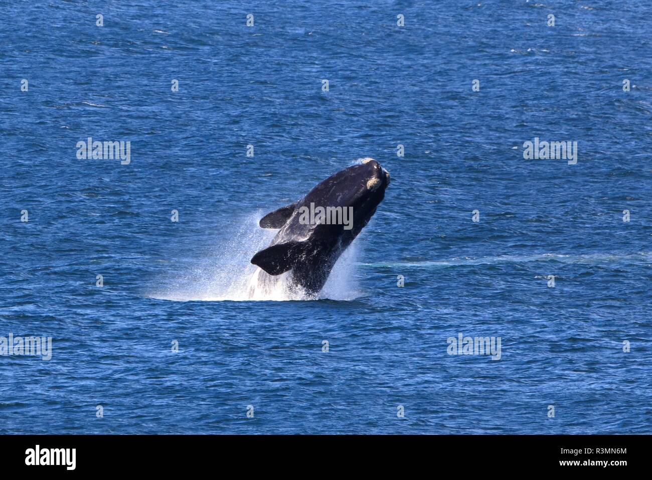 Glattwal hi-res stock photography and images - Alamy