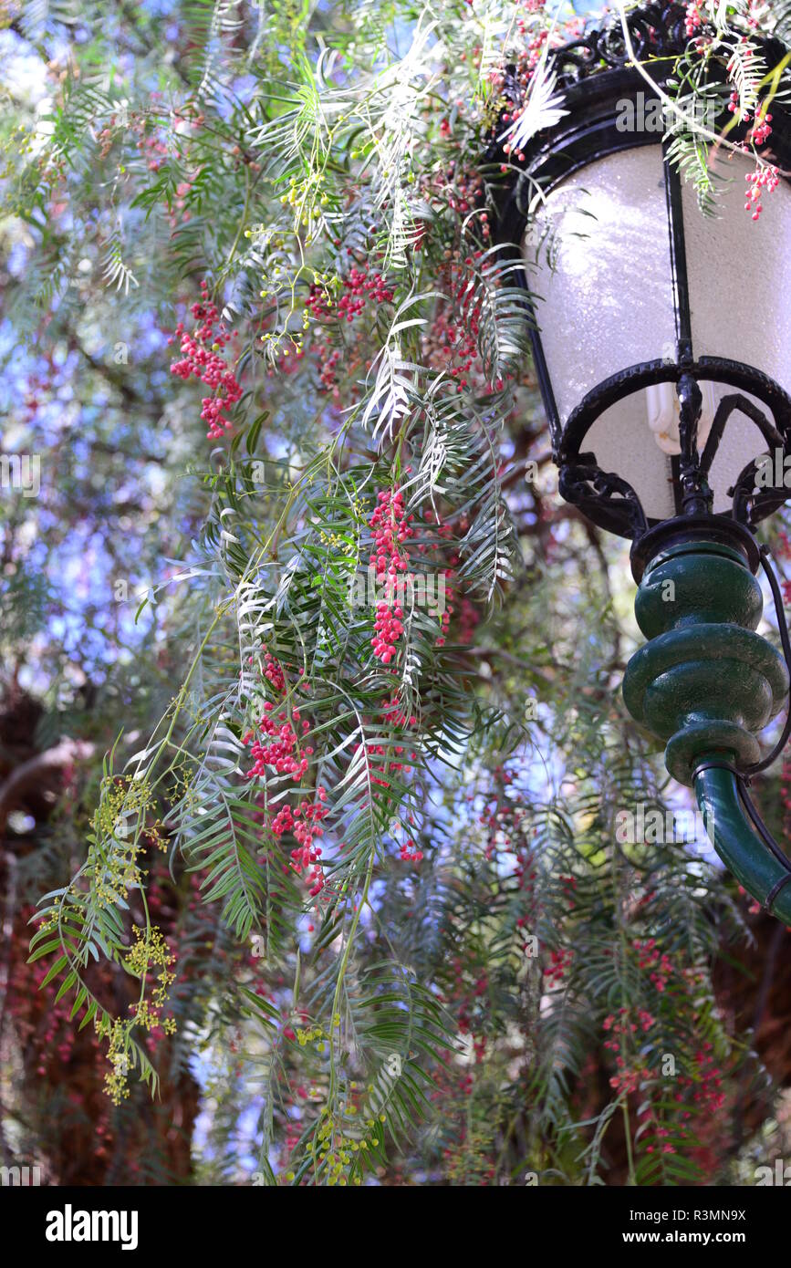 pepper tree - spain Stock Photo - Alamy