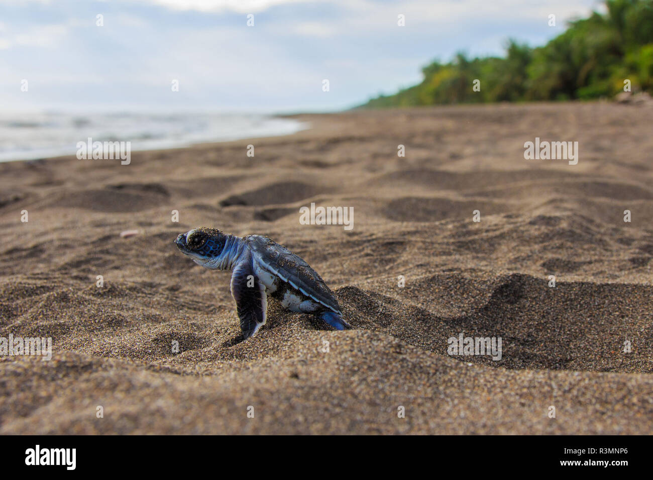 turtle - young sea turtle Stock Photo - Alamy