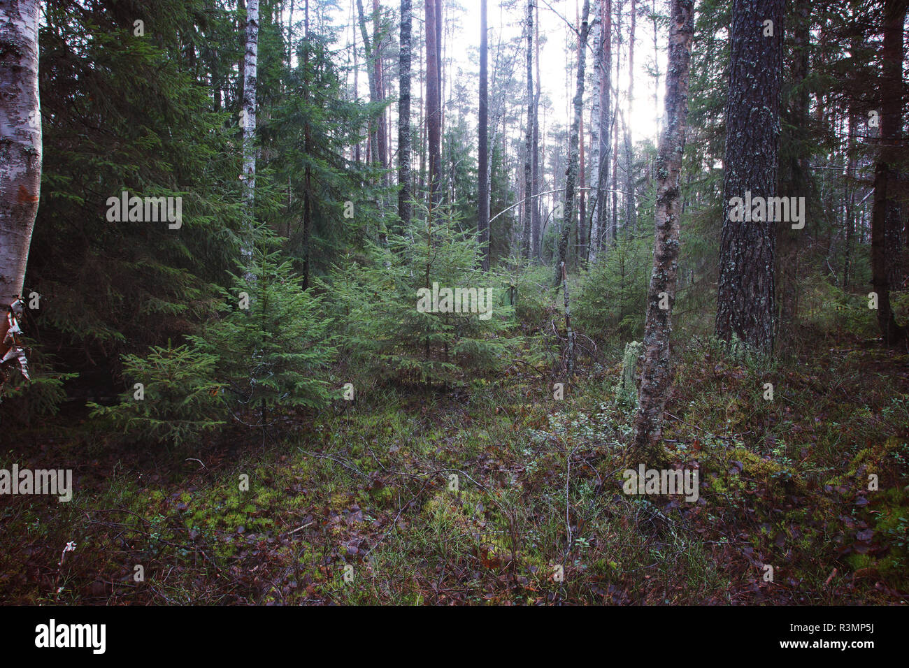 Little Christmas trees grow in the forest Stock Photo - Alamy