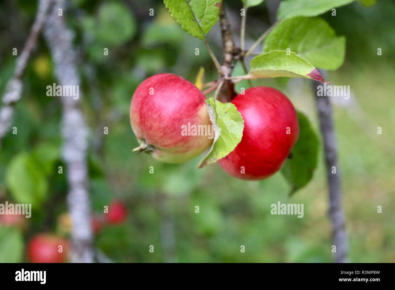 Two red apples on the sunshine, old branches of the apple tree, leaves ...
