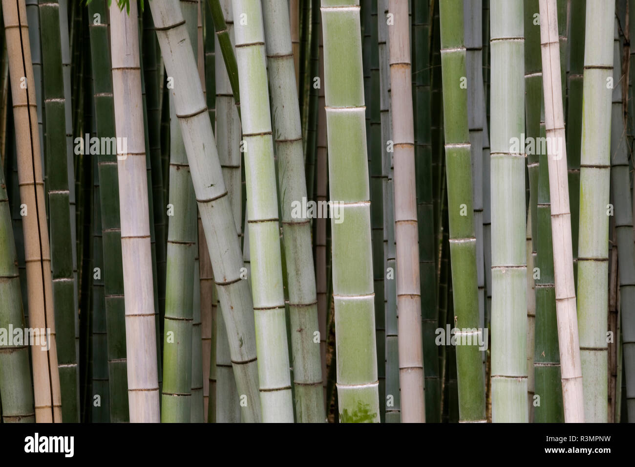 Bamboo, Kyoto, Japan Stock Photo - Alamy