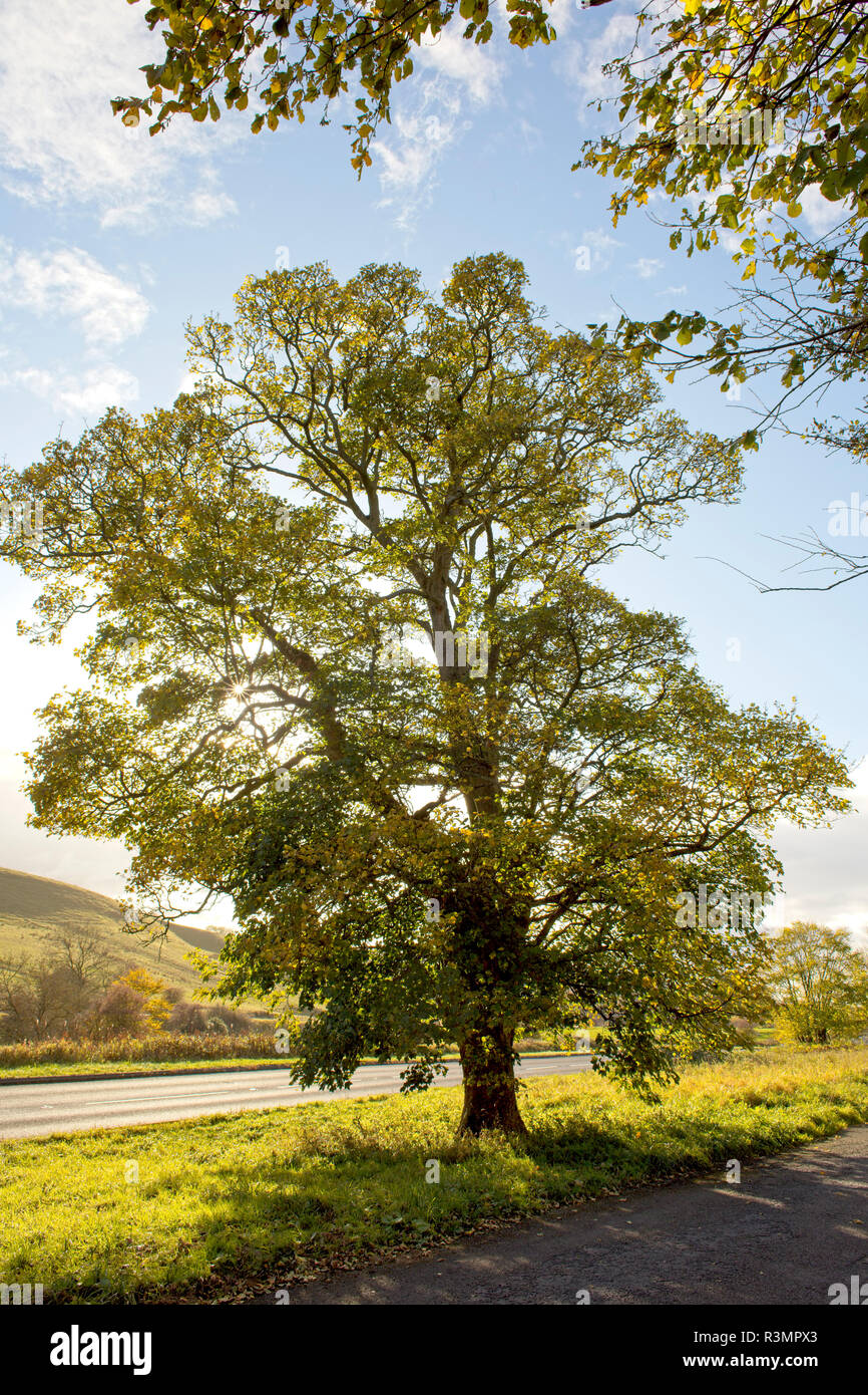 A beautiful backlit autumnal Sycamore tree, (Acer pseudoplatanus ...