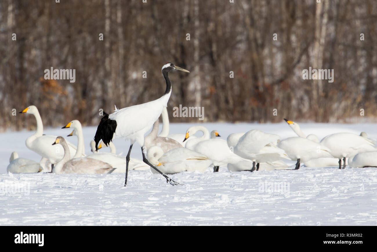 Red Crowned Crane and Whooper Swans on the northern island of Hokkaido ...
