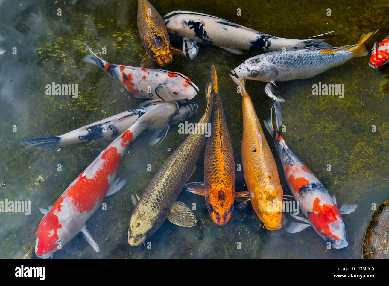 Tokyo japan fish pond hi-res stock photography and images - Alamy