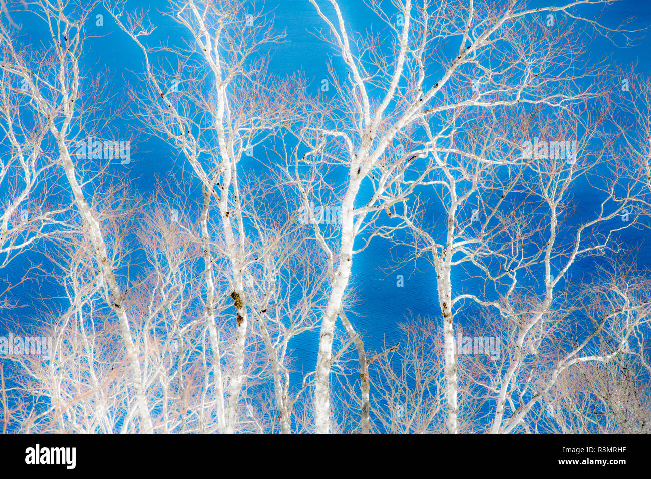 Birch trees along the shoreline of Lake Mashu, Hokkaido, Japan Stock ...