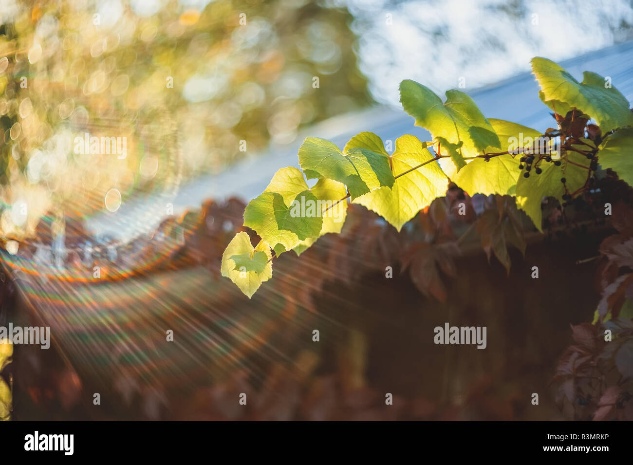 Vine in the garden illuminated by the rays of the sun. retro look Stock ...