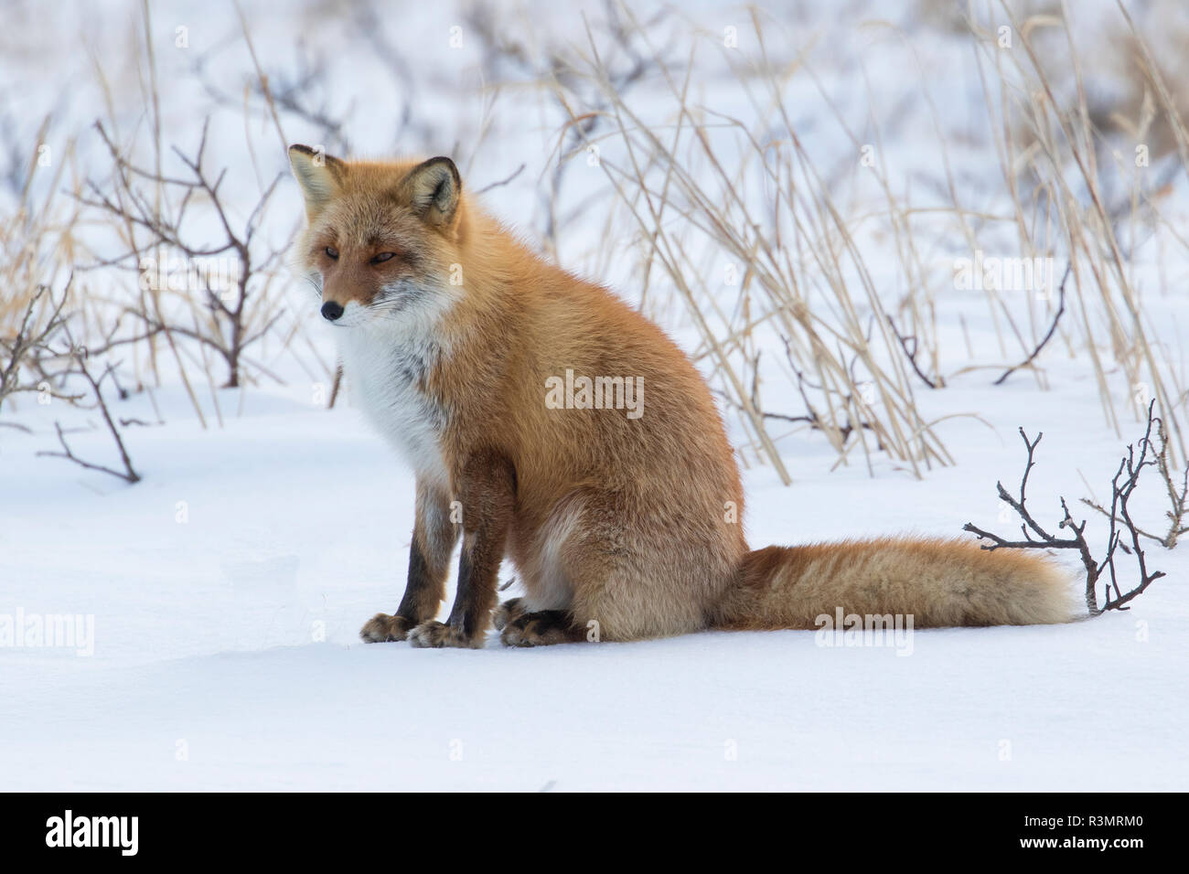 Hokkaido red fox japan hi-res stock photography and images - Alamy