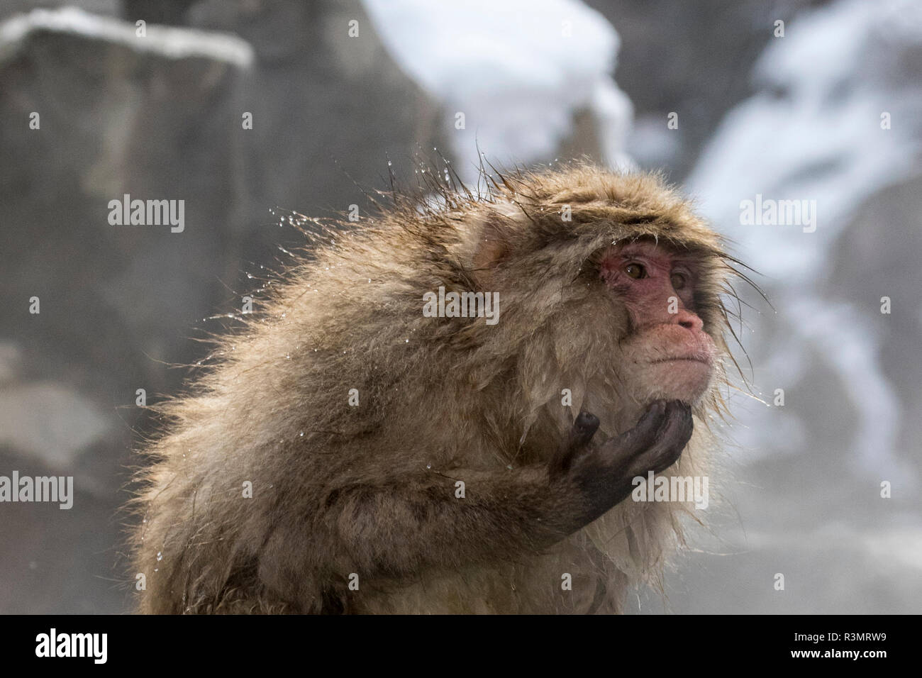 Asia, Japan, Yamanouchi, Jigokudani Monkey Park, Monkey Scratching Its ...