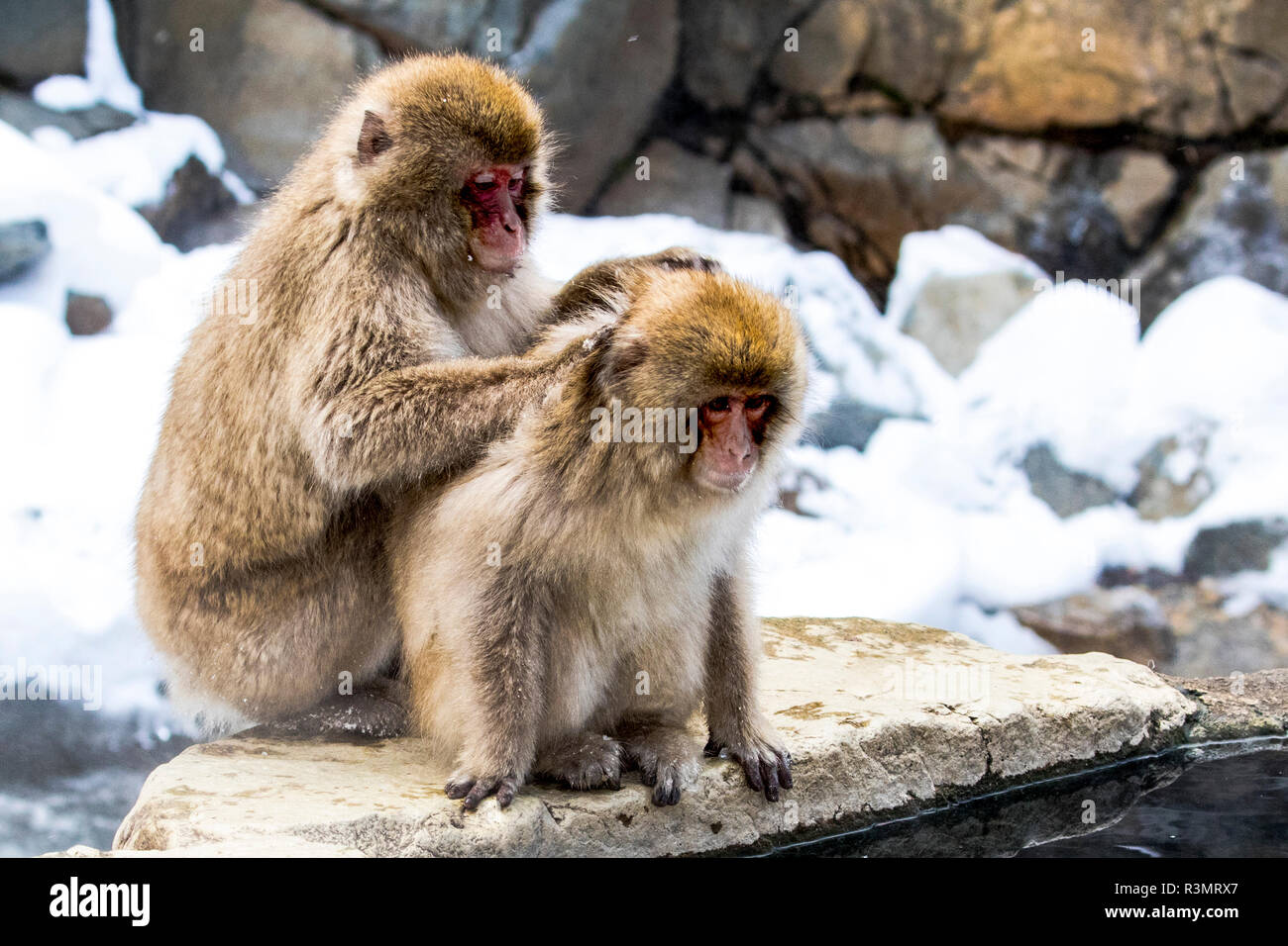 Japan, Yamanouchi. Jigokudani Monkey Park, Snow Monkey grooming Stock ...