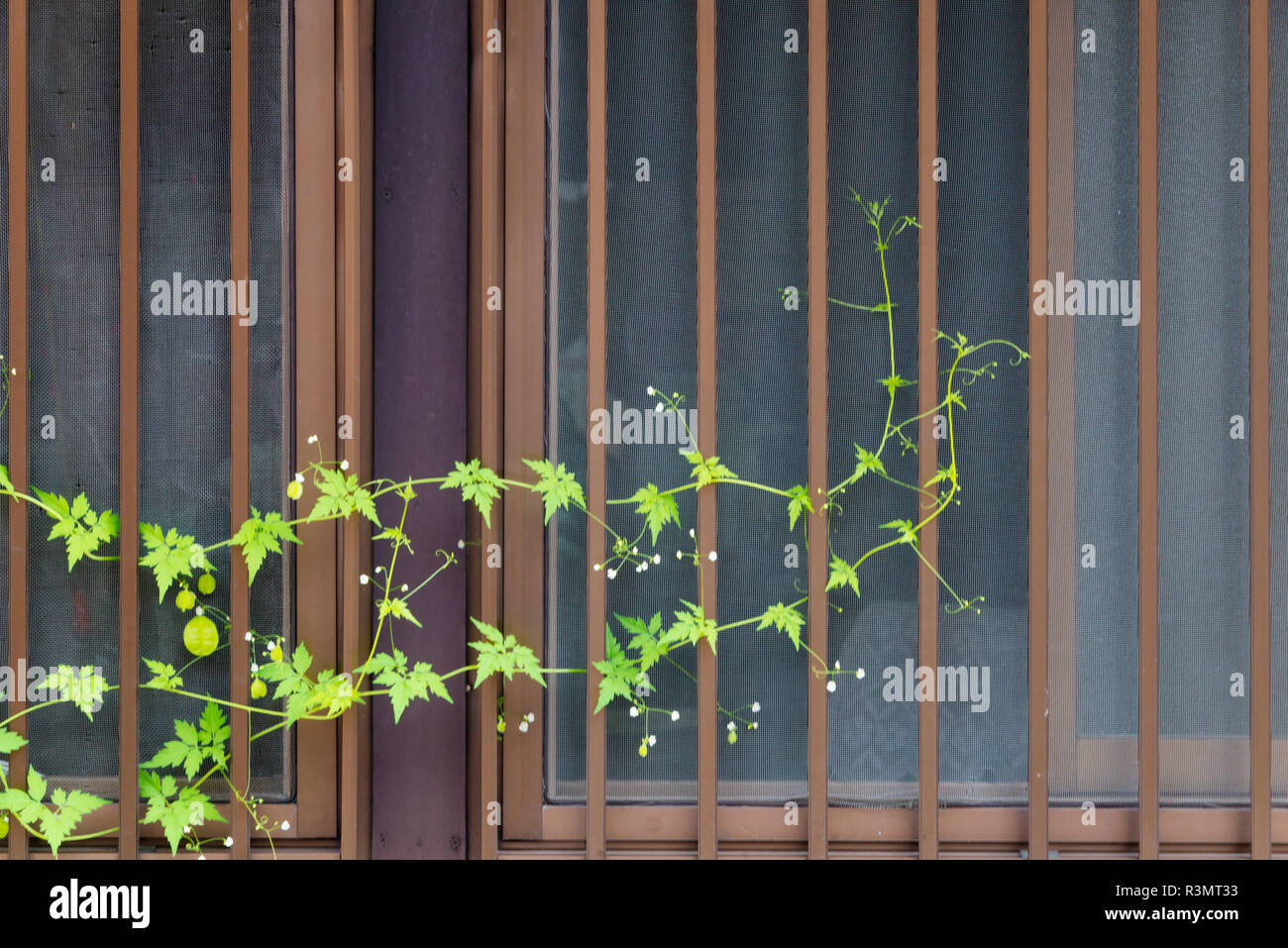 Window of traditional wood house covered with ivy, Kyoto, Japan Stock ...