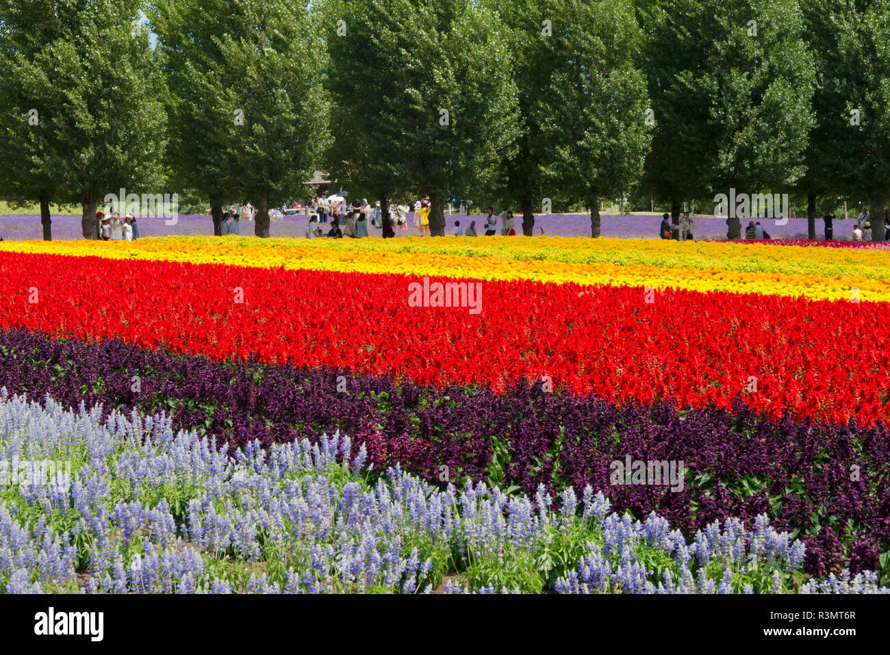 Lavender in japan hi-res stock photography and images - Alamy