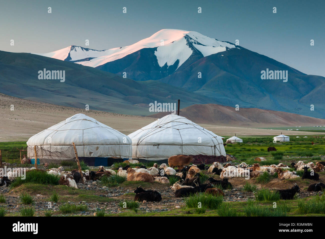 Goat herd and yurts, Altai Mountains, Mongolia Stock Photo - Alamy