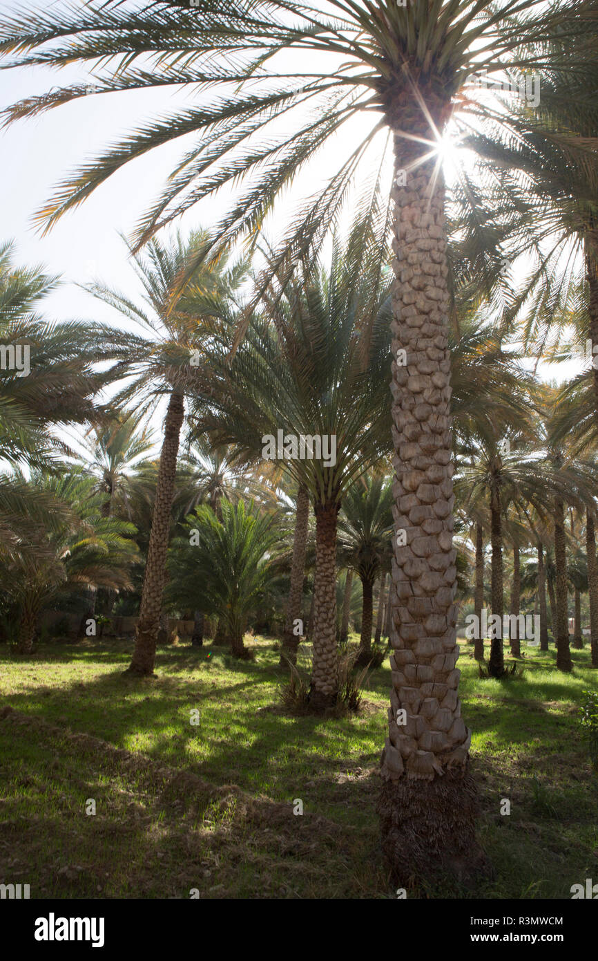 Palm trees oman hi-res stock photography and images - Alamy