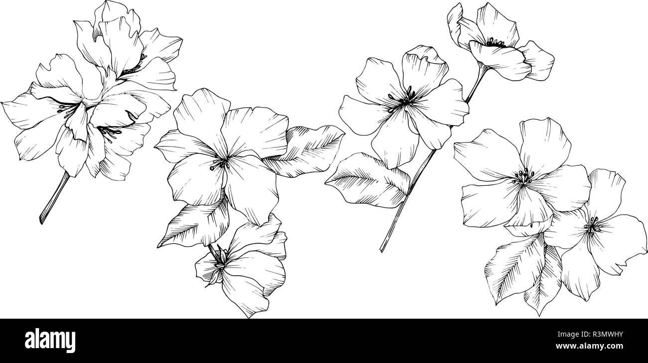Vector. Appe blossom flowers. Wild spring leaf. Isolated apple b Stock ...