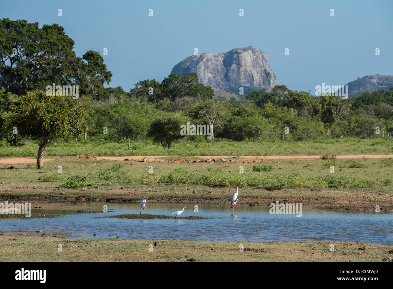 Sri Lanka, Yala National Park, Ruhuna National Park (block 1) est. in ...