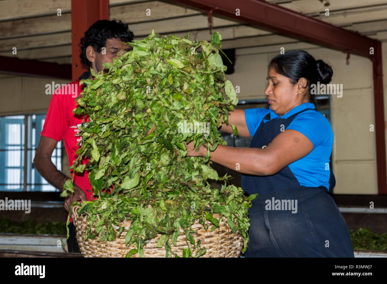 Galle sri lanka tea plantation hi-res stock photography and images - Alamy