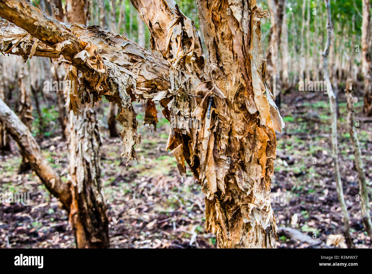 Paper Bark Trees at Bamurru Plains Lodge, Northern Territory, Australia ...