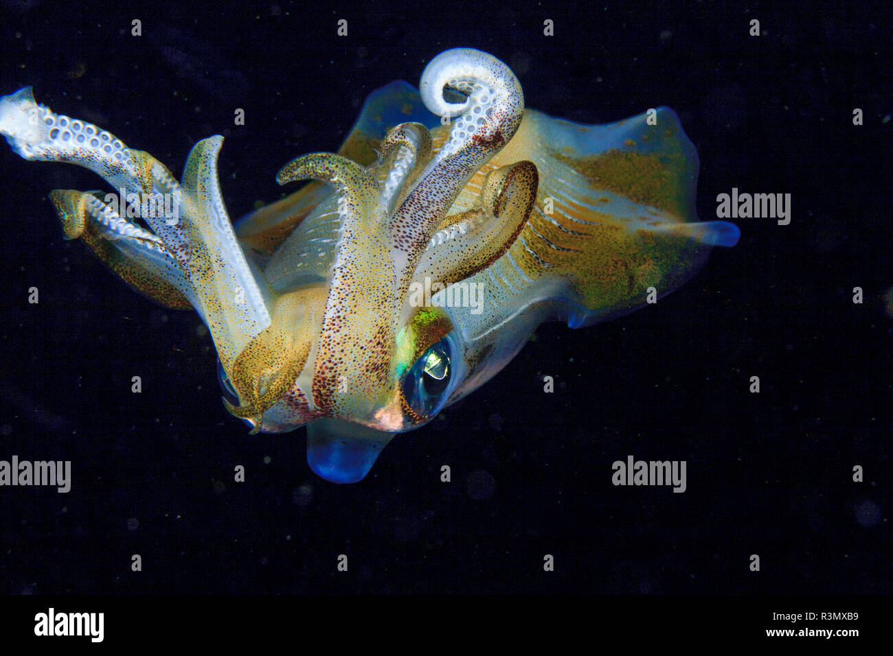 Bigfin Reef Squid (Sepioteuthis lessoniana), Night Dive at Koh Haa ...