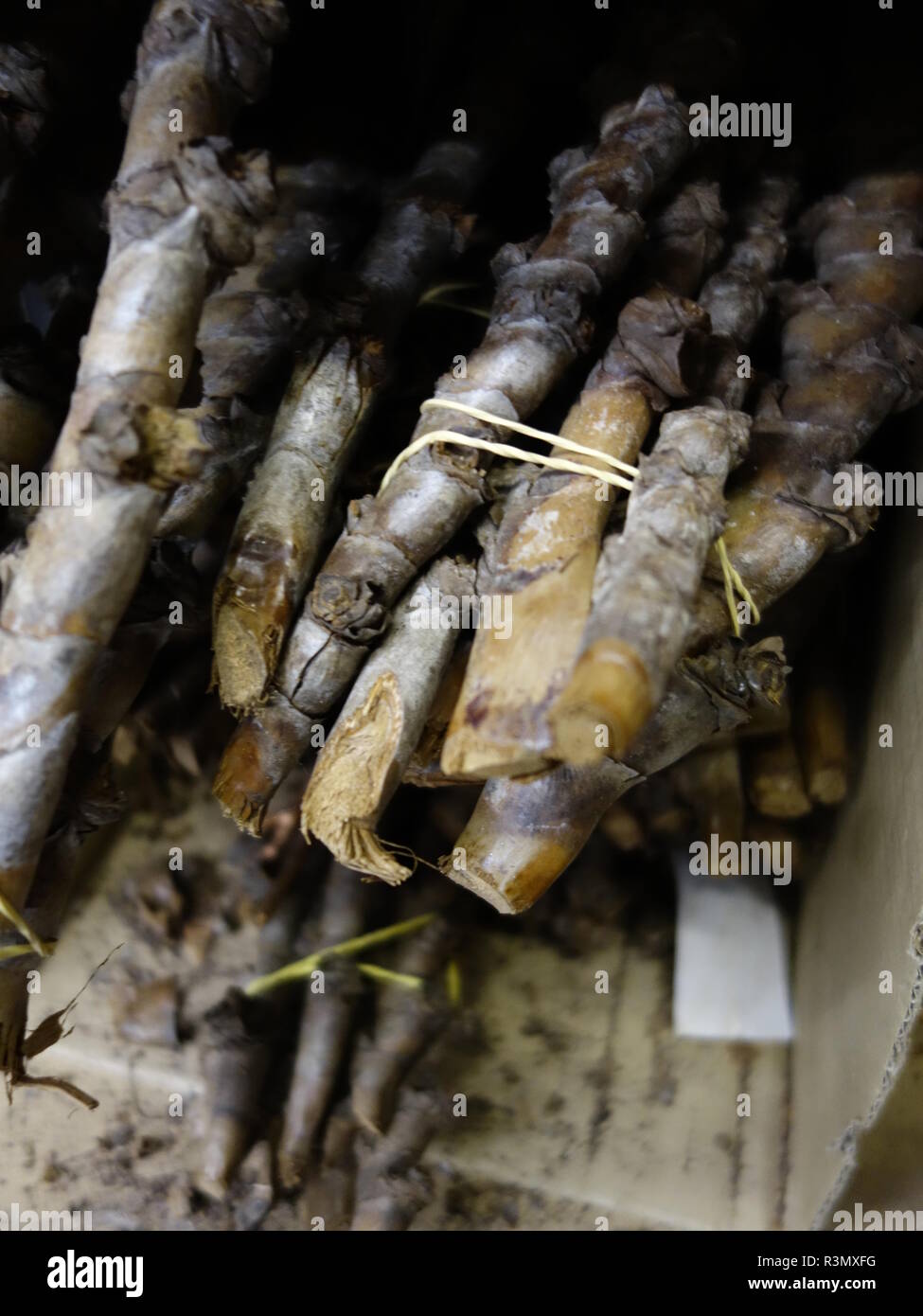 natural woodland wood and flora texture Stock Photo - Alamy