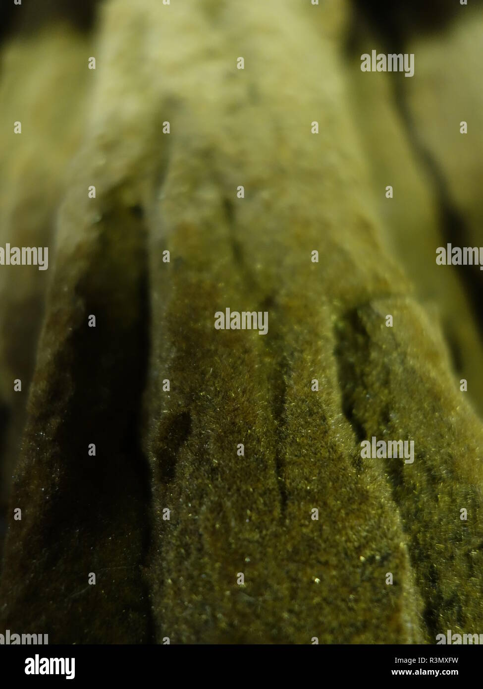 natural woodland wood and flora texture Stock Photo - Alamy