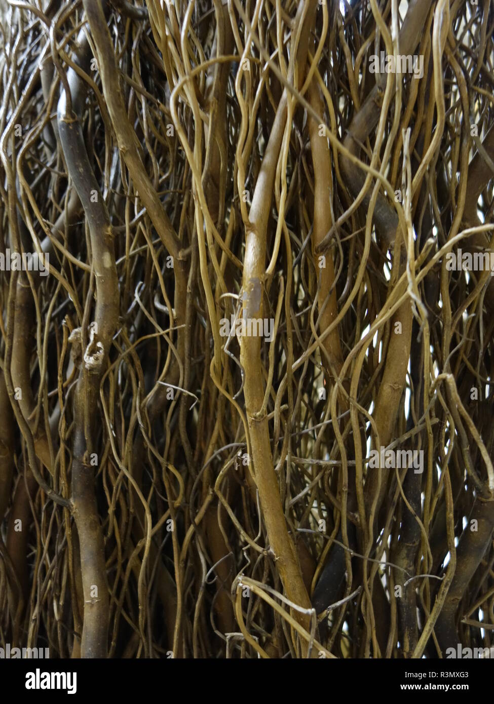 natural woodland wood and flora texture Stock Photo - Alamy