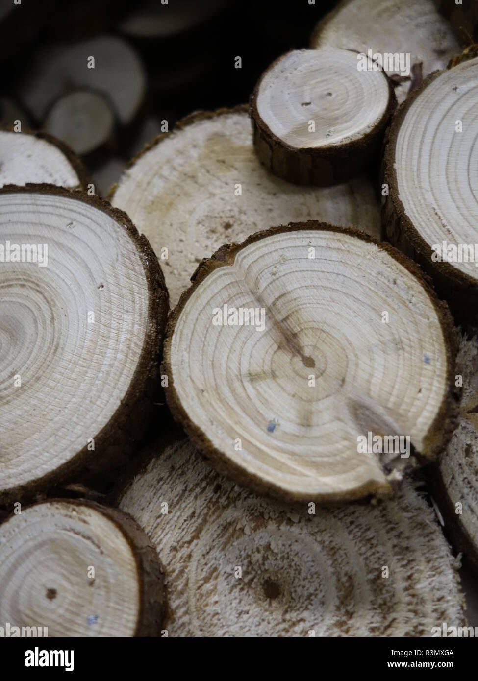 natural woodland wood and flora texture Stock Photo - Alamy