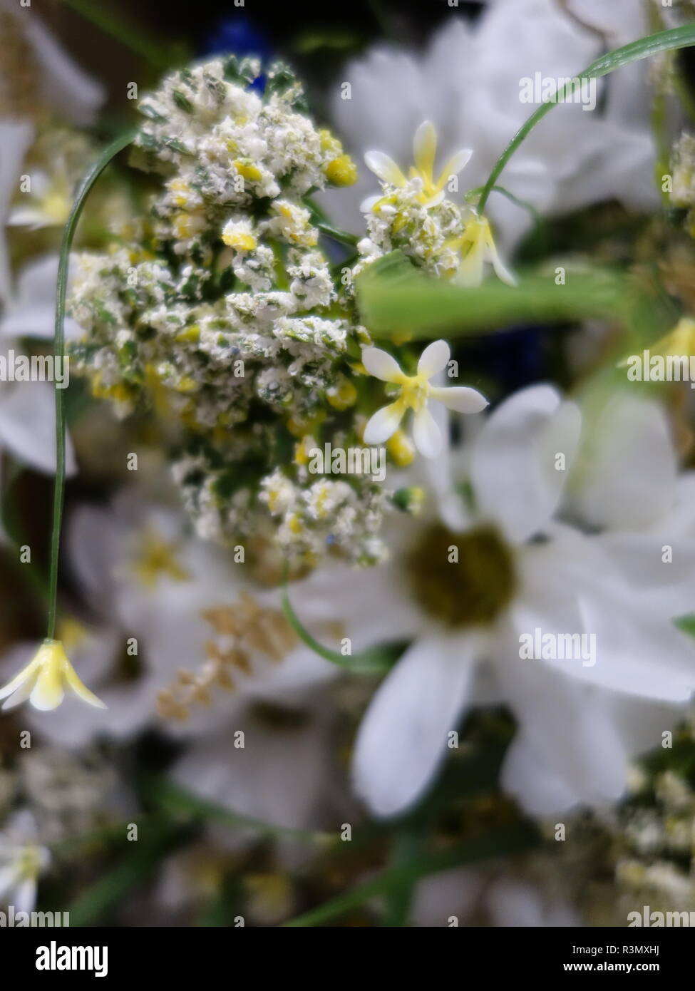 natural woodland wood and flora texture Stock Photo - Alamy