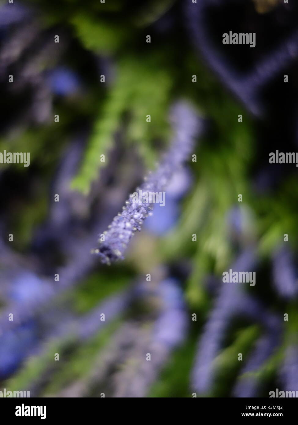 natural woodland wood and flora texture Stock Photo - Alamy