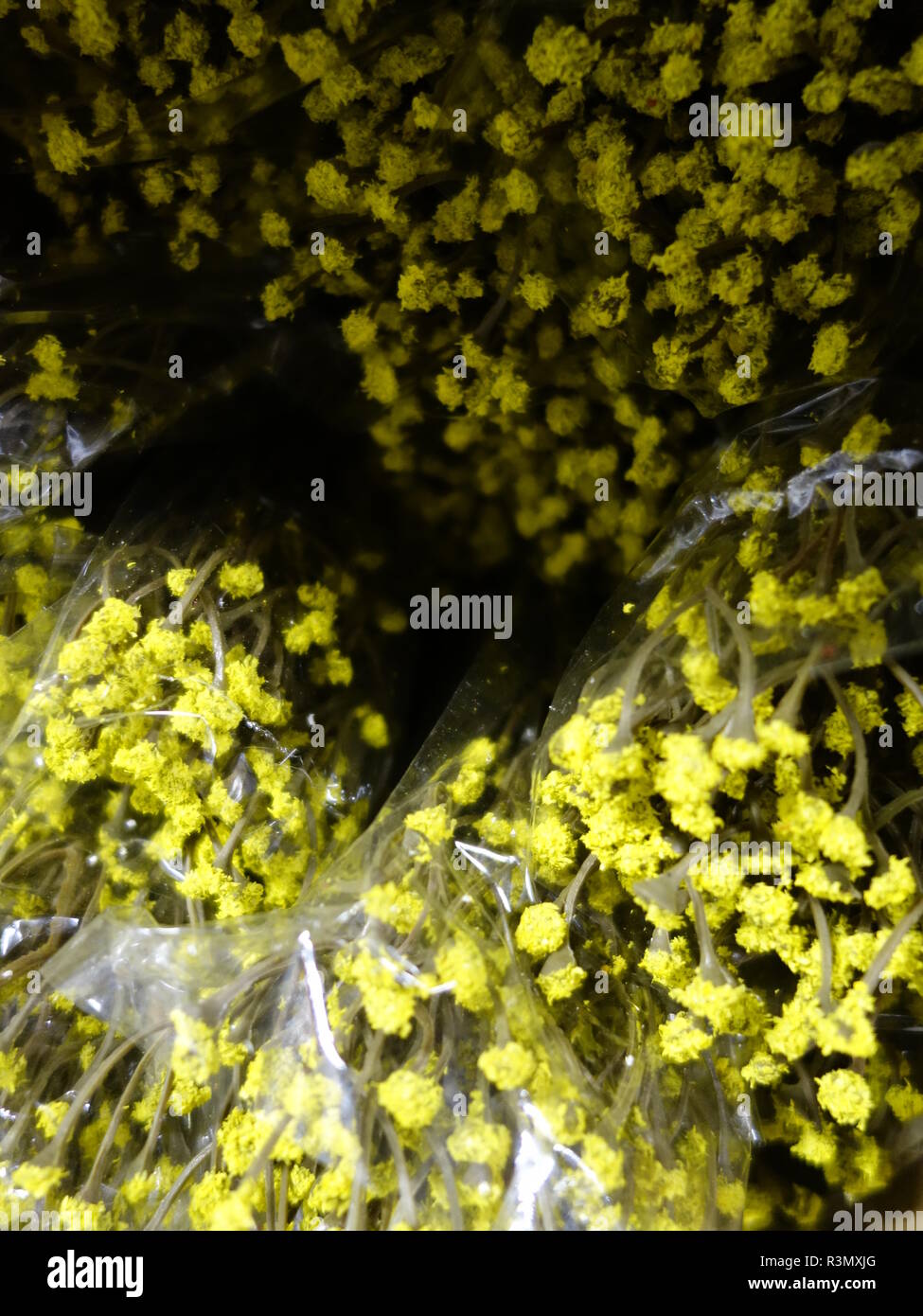 natural woodland wood and flora texture Stock Photo - Alamy