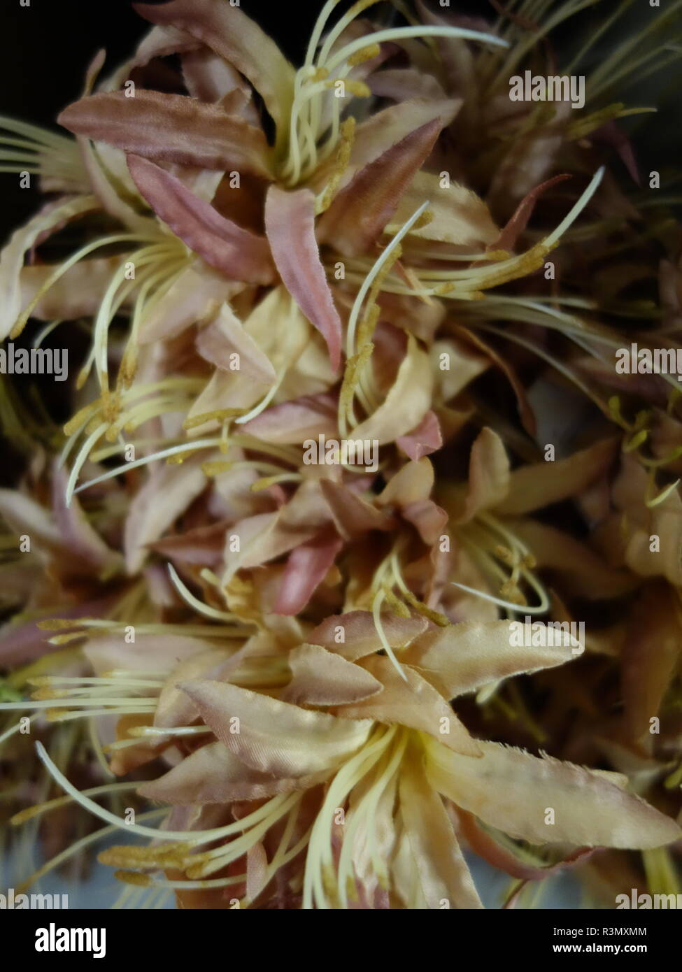 natural woodland wood and flora texture Stock Photo - Alamy