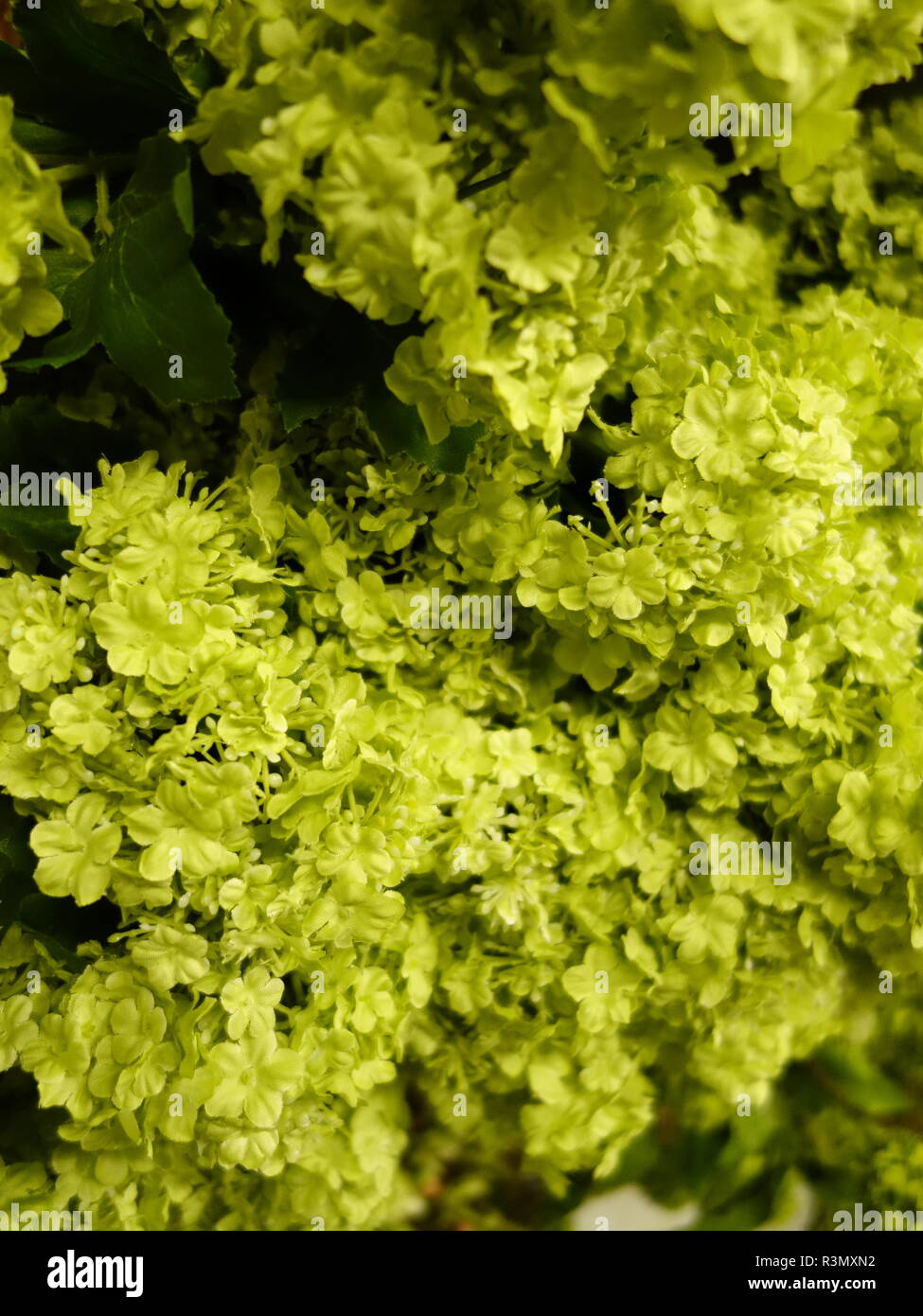 natural woodland wood and flora texture Stock Photo - Alamy