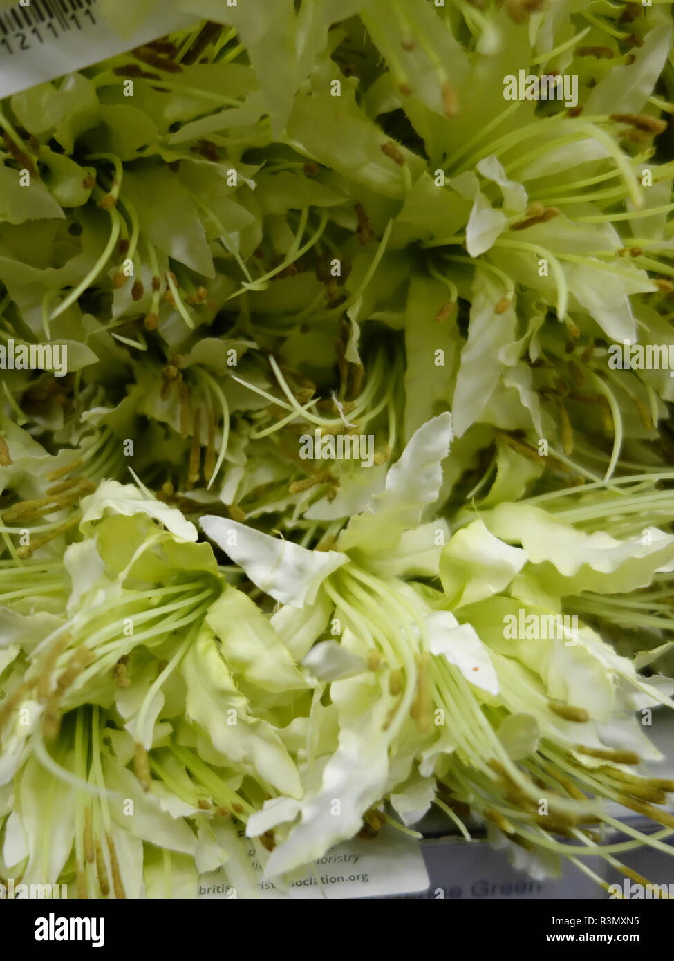 natural woodland wood and flora texture Stock Photo - Alamy