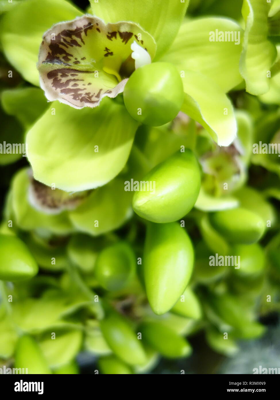 natural woodland wood and flora texture Stock Photo - Alamy
