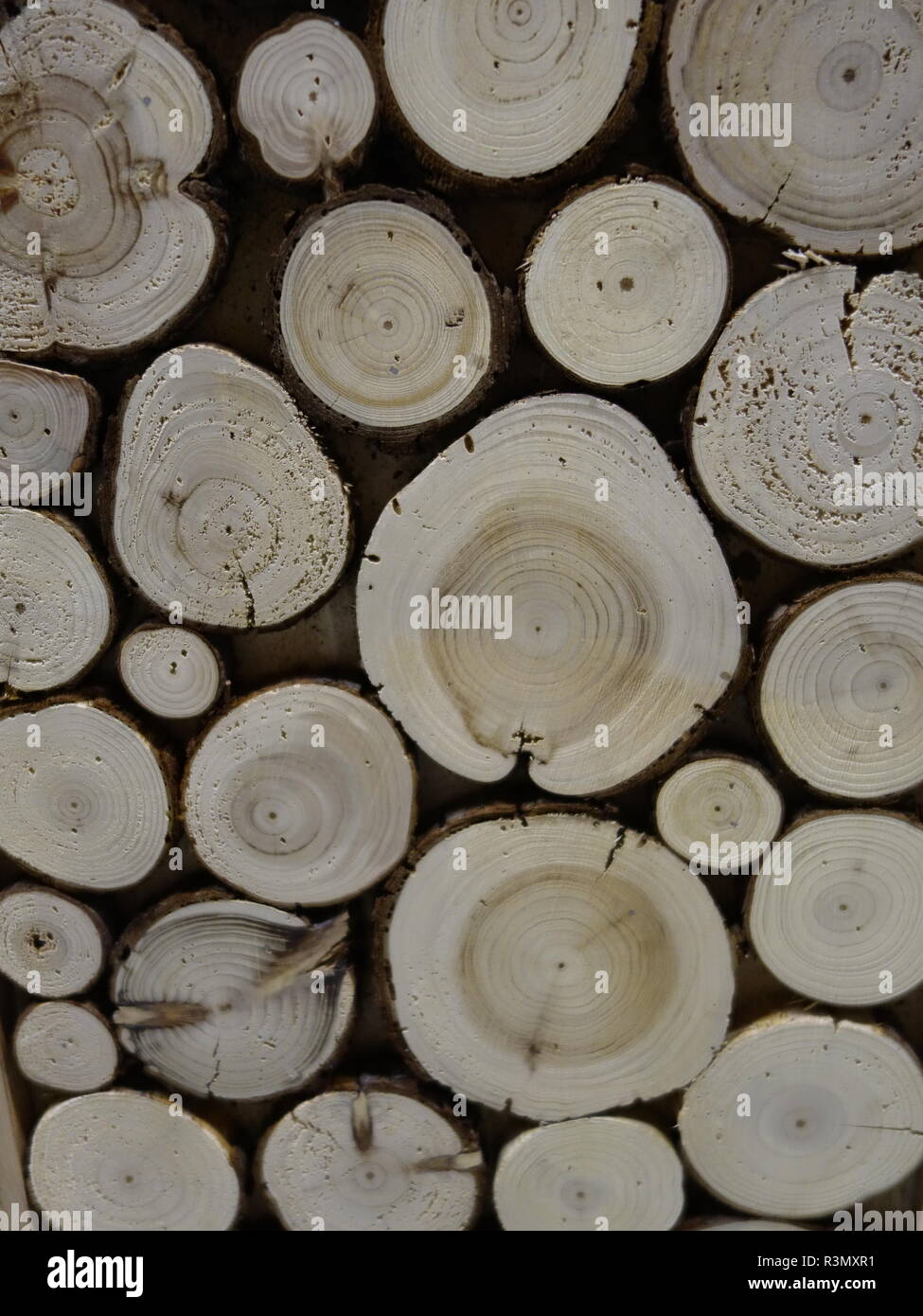 natural woodland wood and flora texture Stock Photo - Alamy