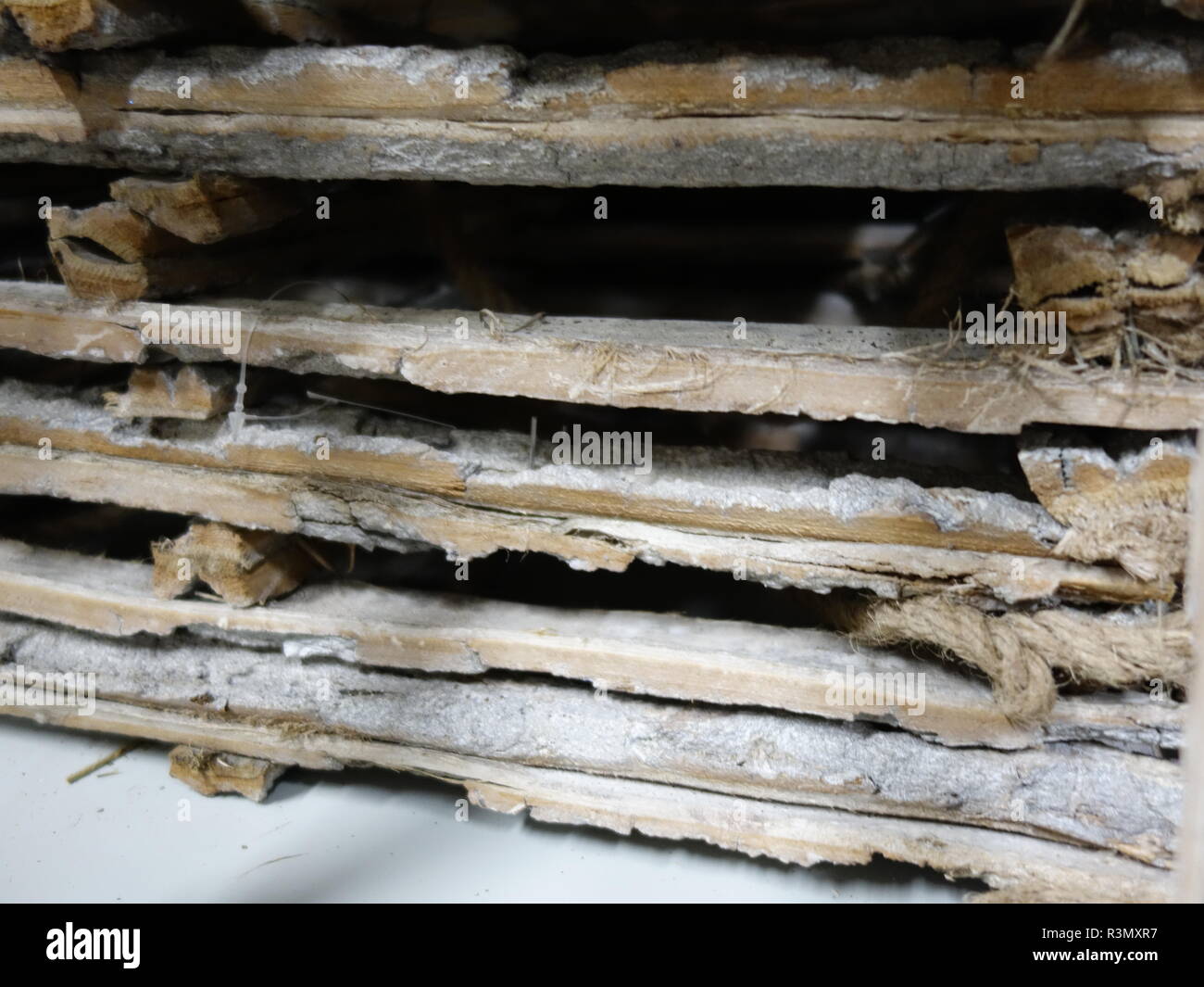 natural woodland wood and flora texture Stock Photo - Alamy
