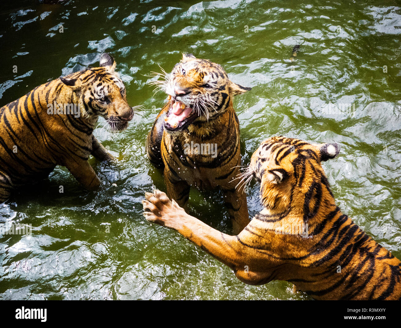 Sriracha Tiger Zoo In Thailand