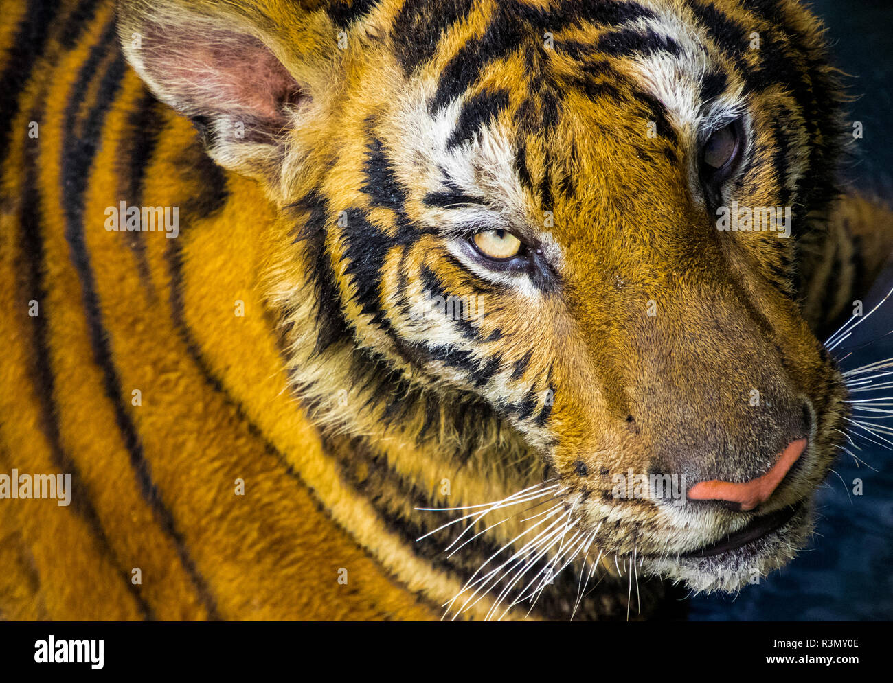 Tiger Terrain High Resolution Stock Photography and Images - Alamy