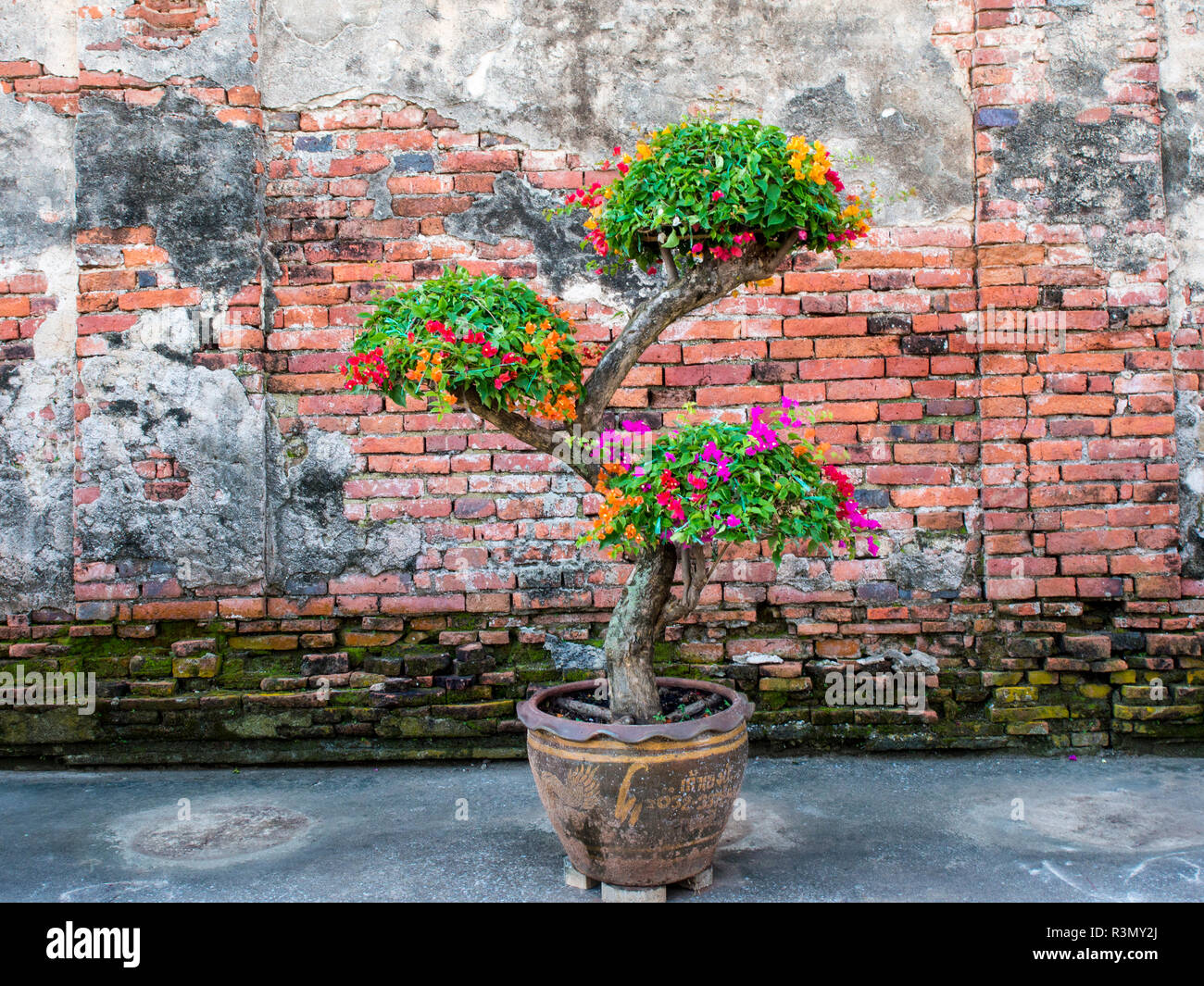 Thailand, Ayutthaya, Flower Tree Display at Ayutthaya Stock Photo - Alamy