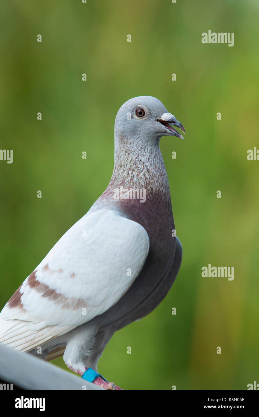 red milly color of speed racing pigeon bird Stock Photo - Alamy